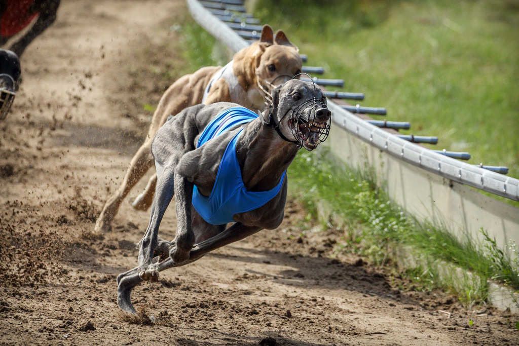 Macau | Anima submits 650 adoption forms to save Canidrome greyhounds ...