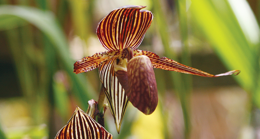Most endangered species trade infractions involved live orchids - Gov't ...