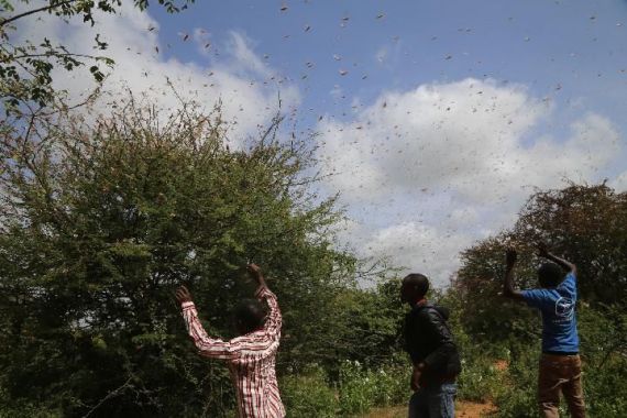 UN seeks 70 mln USD to control locust plague in Horn of Africa