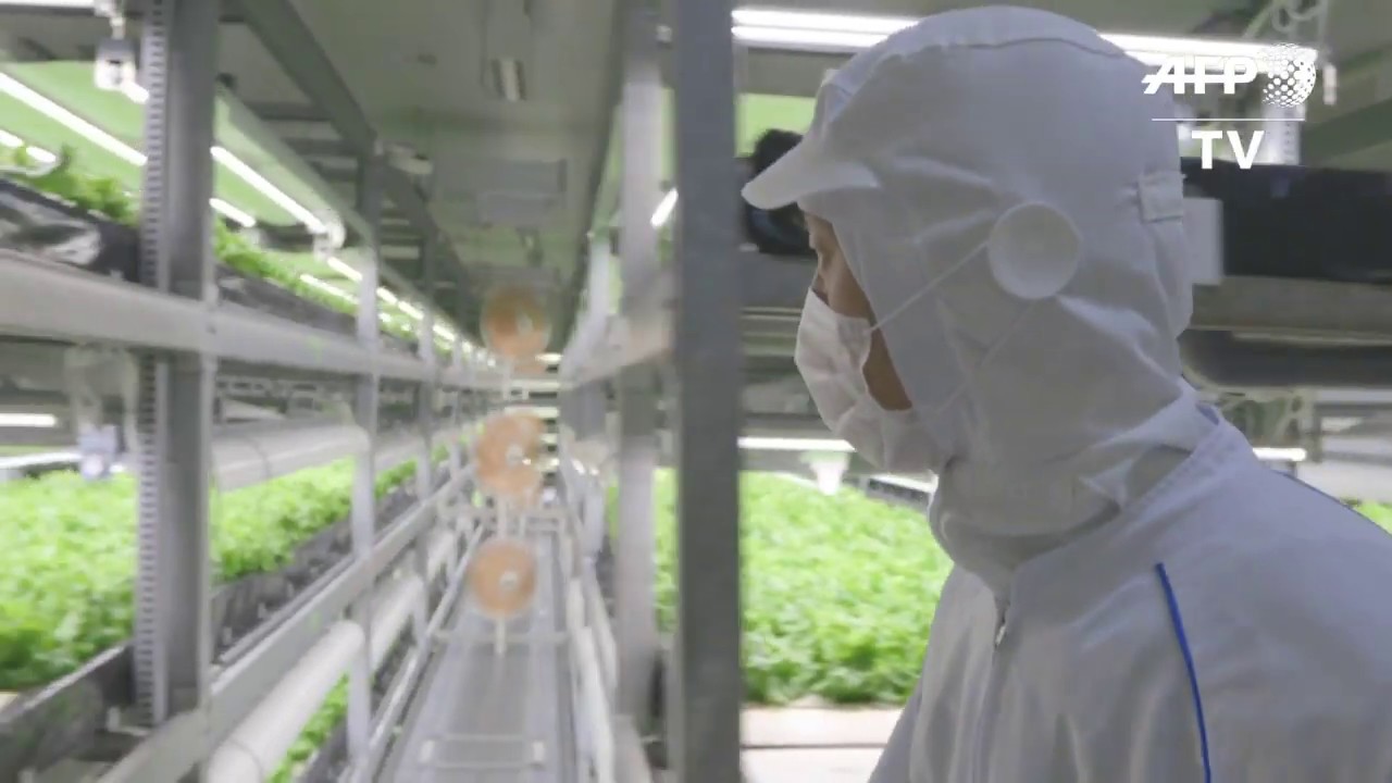 MBtv: Vertical farming takes off in Japan | Macau Business