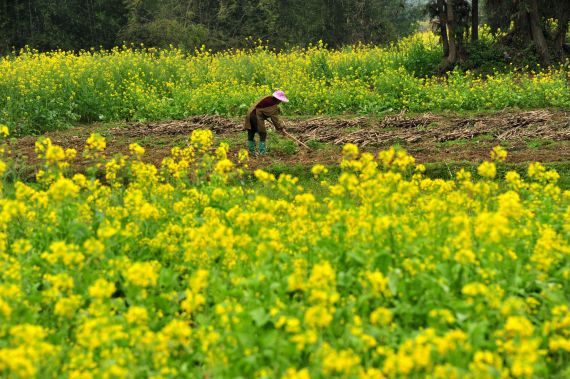 villager corn farming field china xinhua agriculture | Macau Business