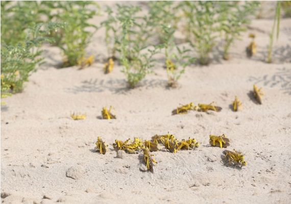 Pakistan expects locust migration at end of May | Macau Business