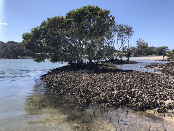 shellfish reef underwater ecosystem marine australia xinhua nature ...